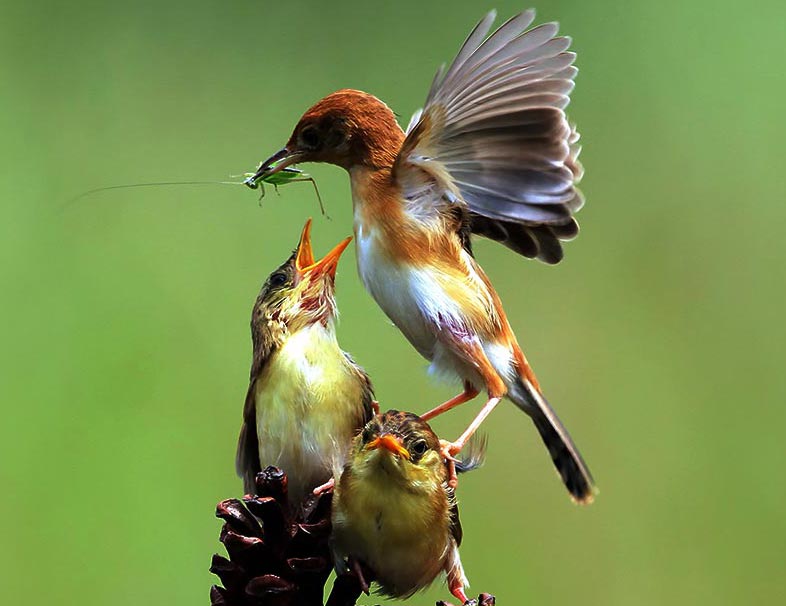 INW Awards – Indian Nature & Wildlife Awards | INW Awards