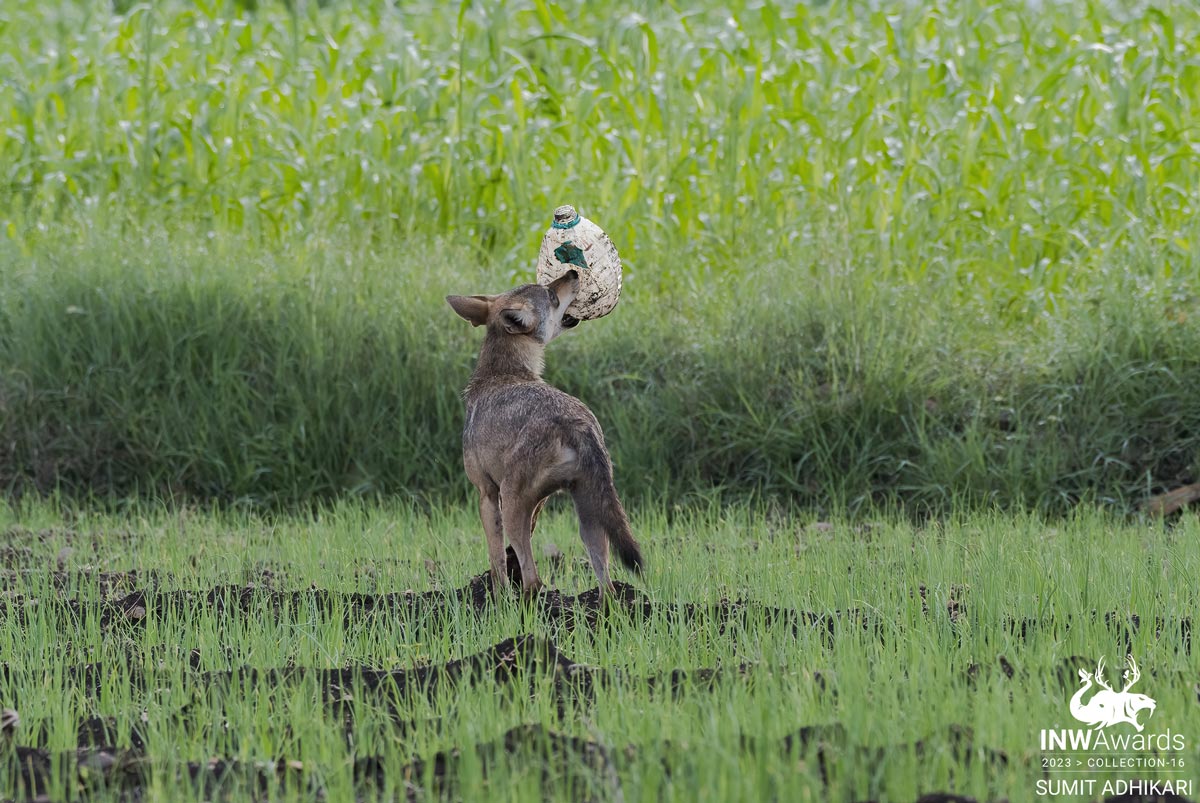 Collection-16 | INW Awards